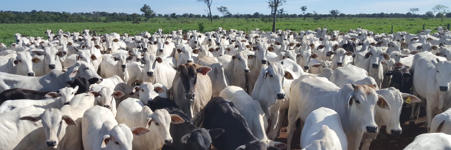 Conheça os parâmetros de avaliação do líquido ruminal