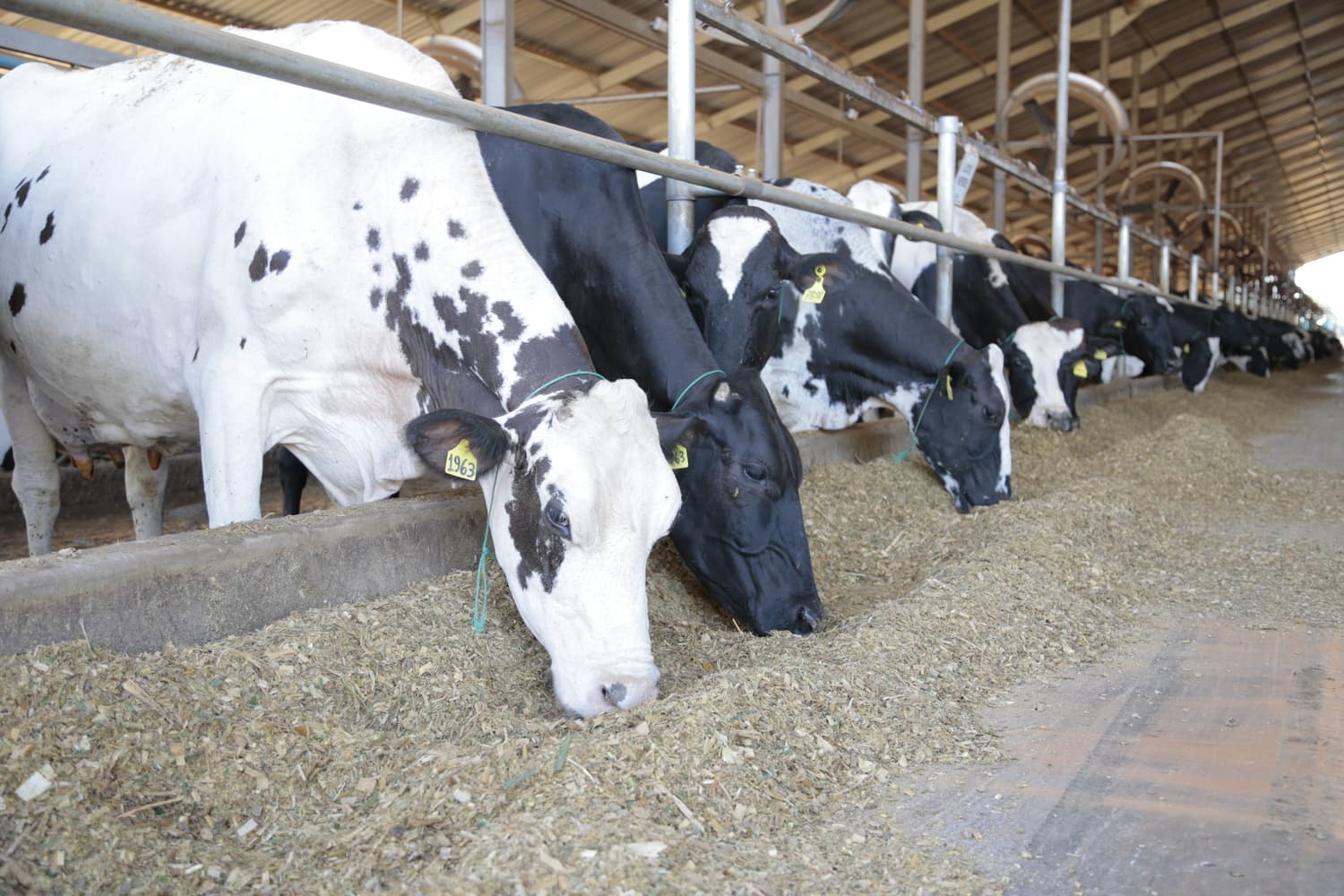 Análise do líquido ruminal: quais os parâmetros para avaliação?