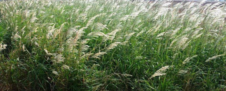 Capim-amargoso: veja métodos de controle e prevenção