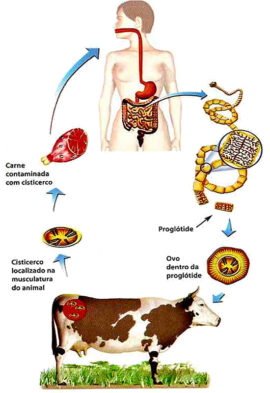 Cisticercose bovina: o que é, sintomas e como prevenir