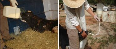 Vaca e bezerro antes e depois do parto: veja os principais cuidados