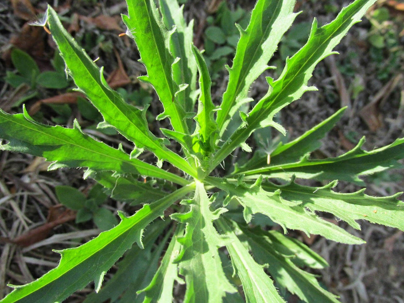 Buva no cafeeiro: como manejar essa planta daninha?