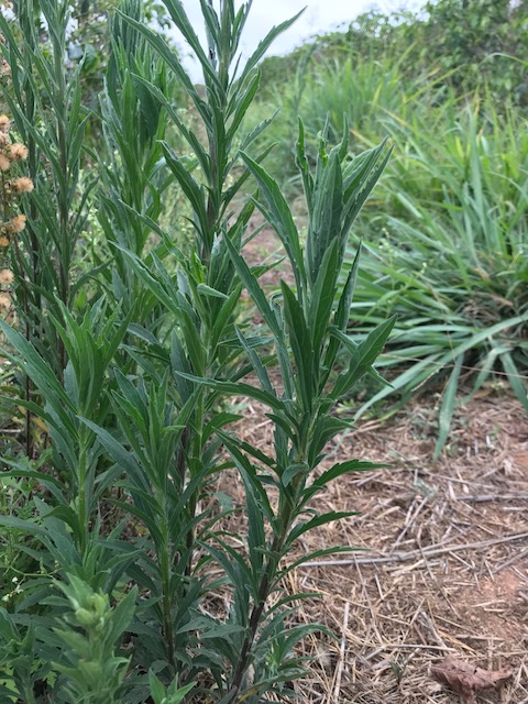 Buva no cafeeiro: como manejar essa planta daninha?