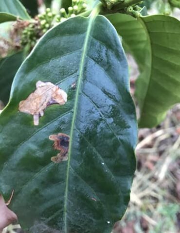 Principais pragas do café: identificação, prevenção e controle