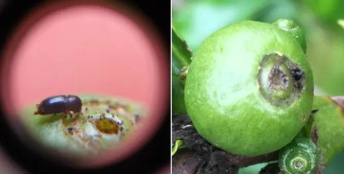 Broca del café: aprende a monitorearla, controlarla y hacer una trampa ...