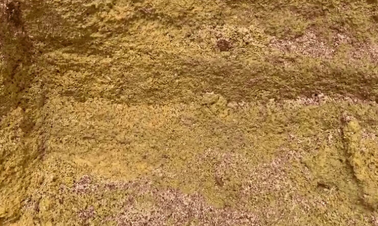 Snaplage: o que é a silagem de espiga de milho e seus benefícios