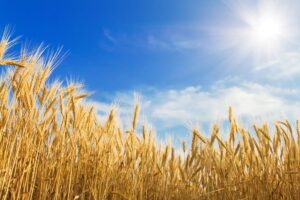 Origem do trigo no Brasil: histórico e cultivo - Rehagro