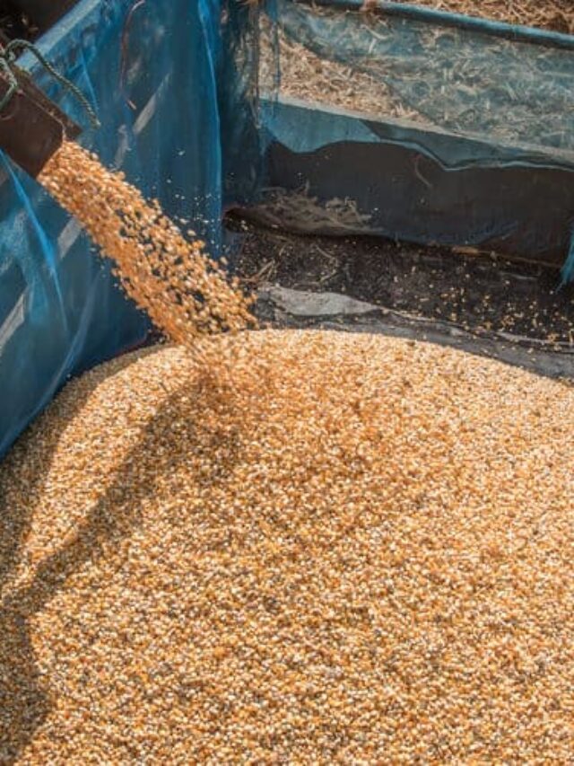 Moagem de grãos: conheça os principais tipos de moinhos | Rehagro Blog