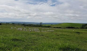 Brachiaria: veja as principais espécies e como realizar o manejo