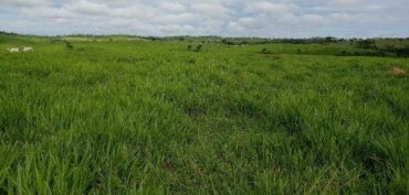 Brachiaria: veja as principais espécies e como realizar o manejo