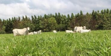 Brachiaria: veja as principais espécies e como realizar o manejo