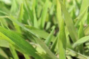 Brachiaria: veja as principais espécies e como realizar o manejo