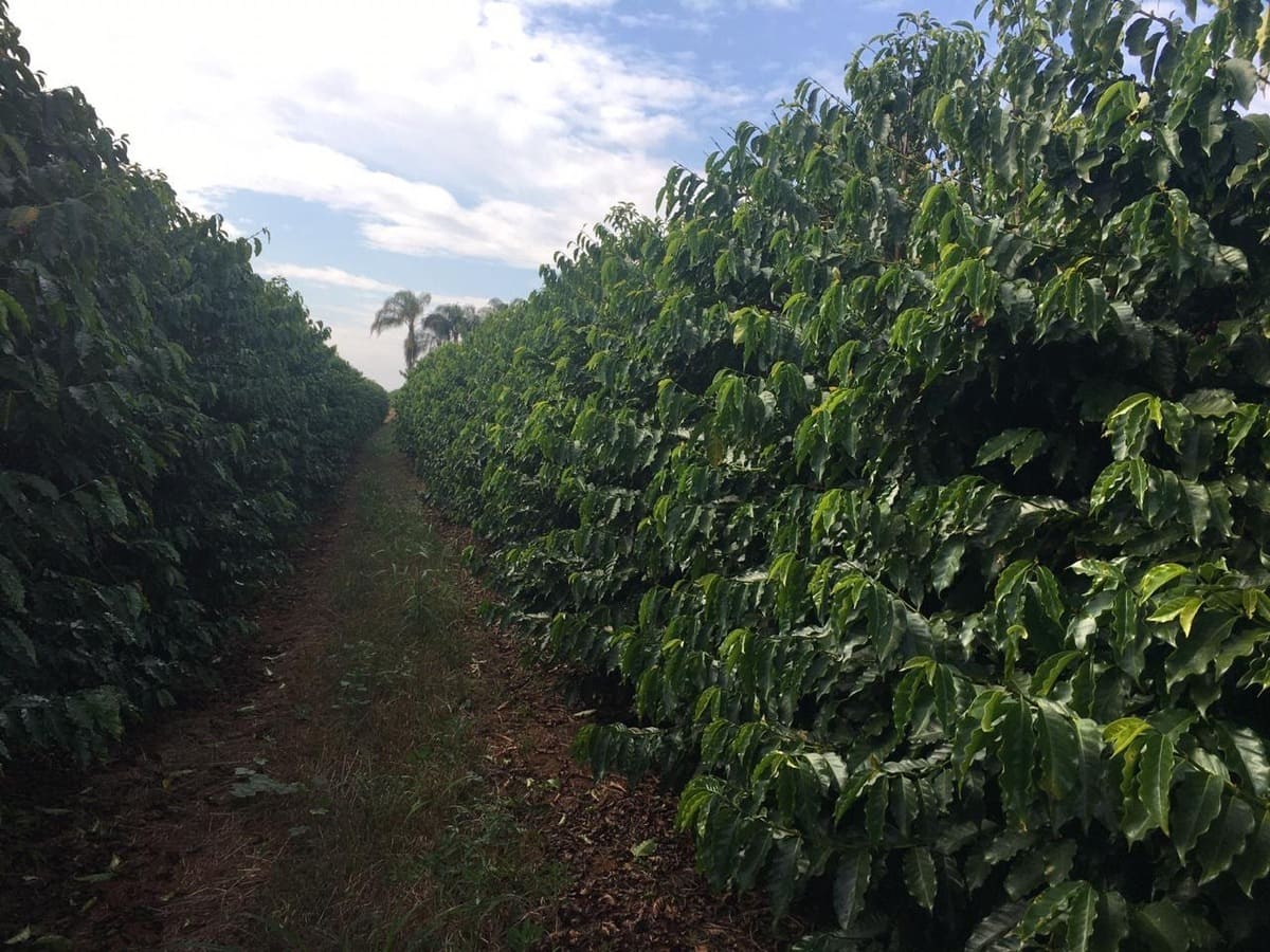 Composto orgânico: o que é, como é feito e quais seus benefícios