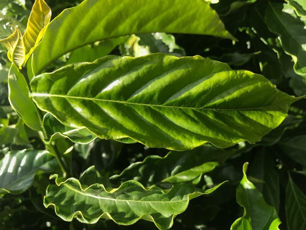 Coffea arabica e Coffea canephora: diferenças entre as espécies