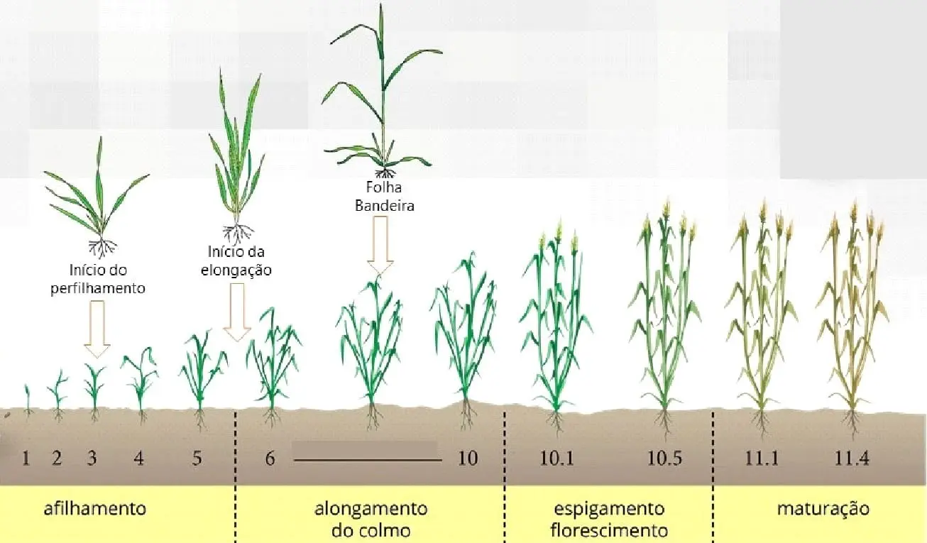 Evolucao Do Trigo Notícias Revista Cultivar