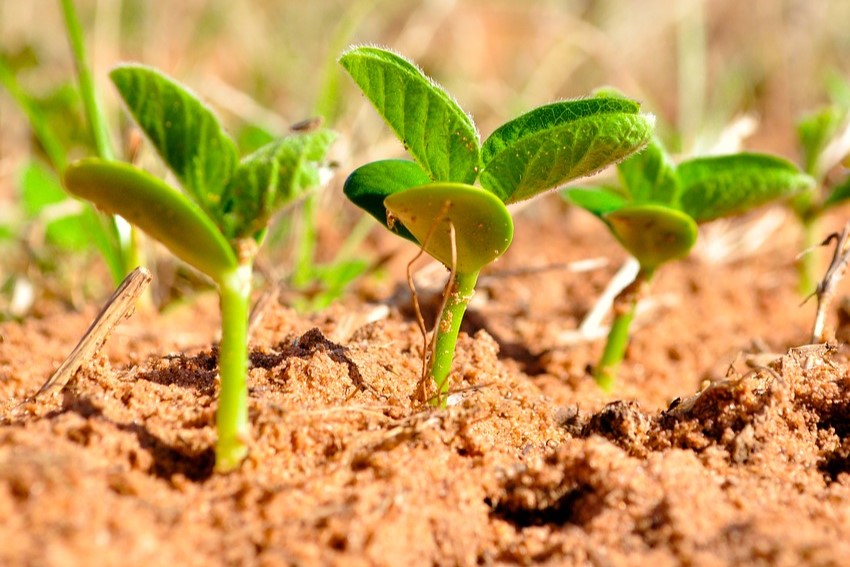 Germinação de sementes: o que é e como ocorre o processo?