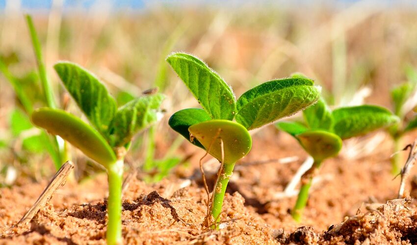 Germinação das sementes: como ocorre esse processo?