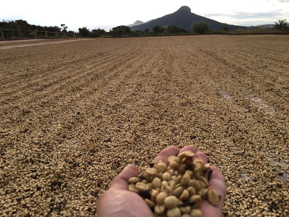 Secagem do café em terreiro: como é feito esse processo?
