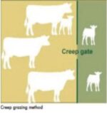 Creep-feeding e creep-grazing: o que são e como funcionam?