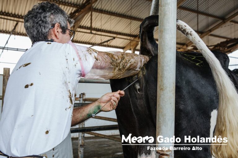 Protocolo IATF: o que é e quais são suas vantagens? | Rehagro