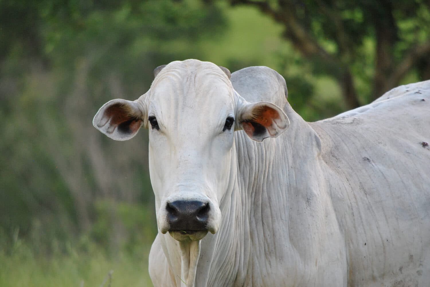 Boi 777: o que é e como aplicar essa técnica?