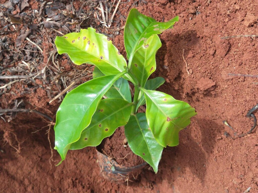 Mudas de café: 5 pontos de atenção para a hora da escolha