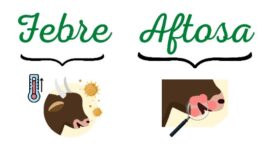 Febre aftosa em bovinos : o que é, sintomas e impactos econômicos