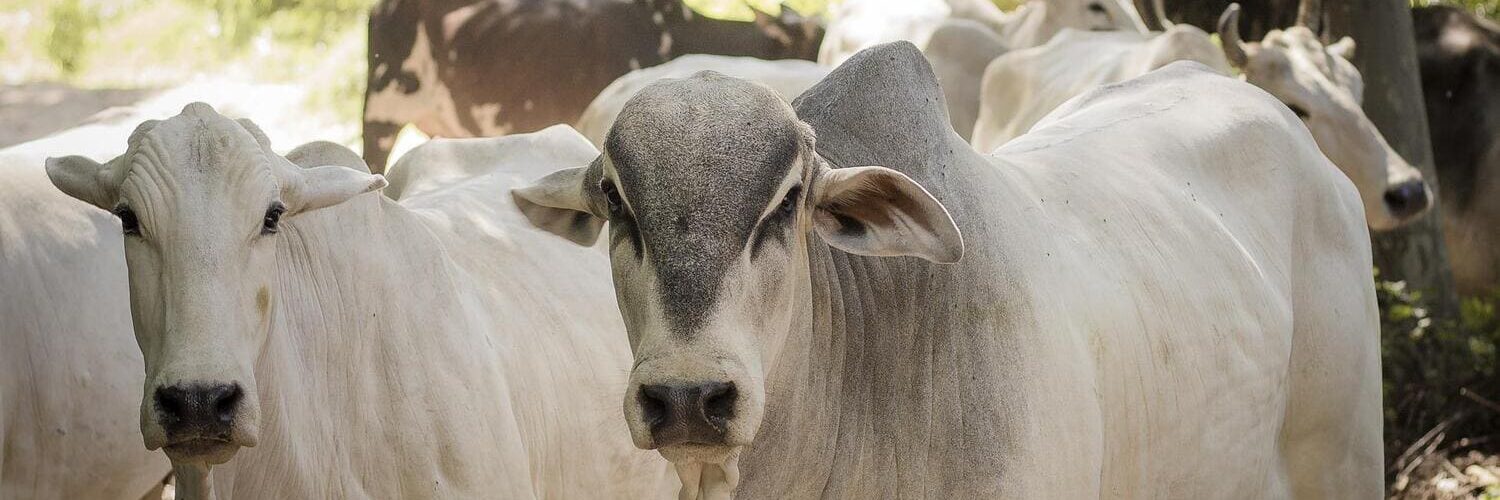 Febre aftosa em bovinos : o que é, sintomas e impactos