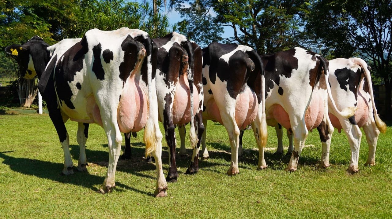 Como aumentar o lucro na pecuária leiteira? Veja 4 dicas principais