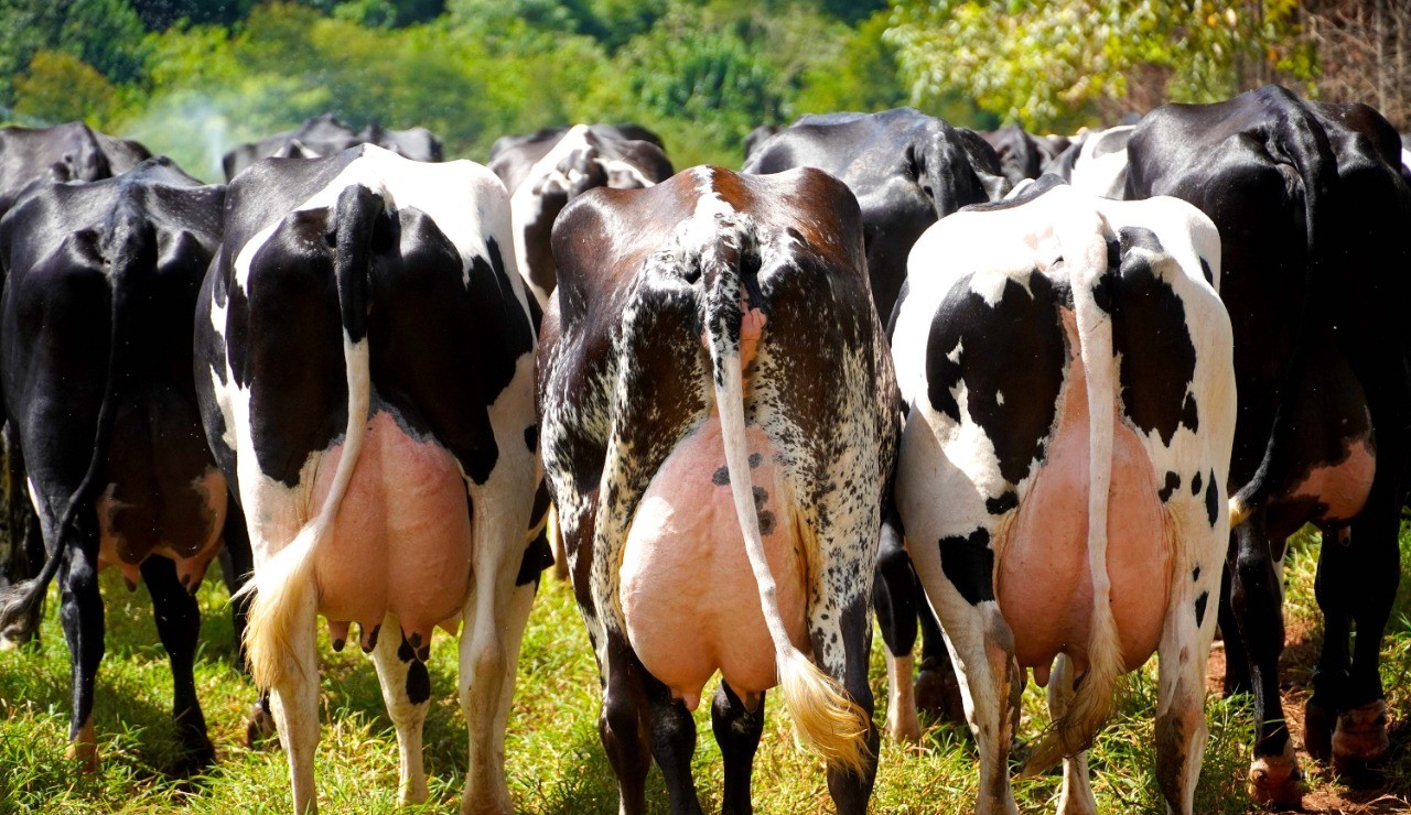 Produtividade na pecuária leiteira: como aumentar?