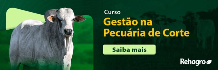 Snaplage: o que é a silagem de espiga de milho e seus benefícios