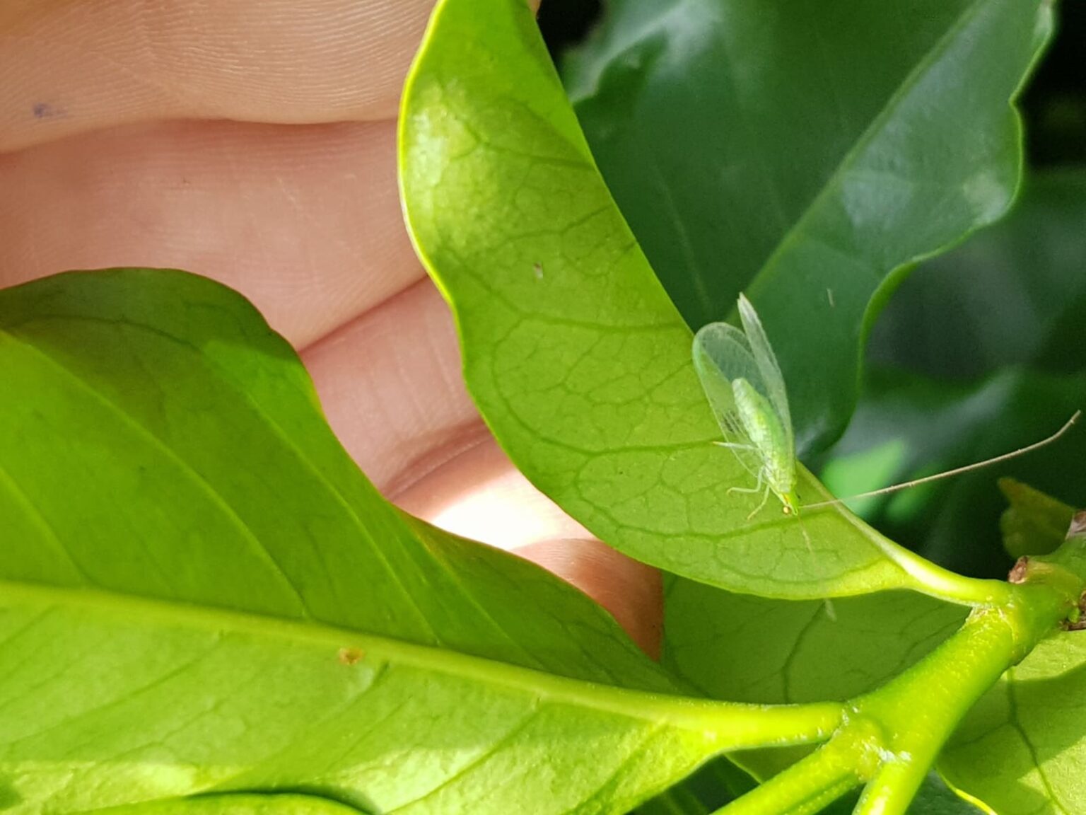 Controle biológico de pragas no café: principais estratégias