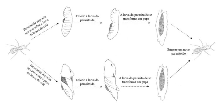 Controle biológico de pragas no café: principais estratégias