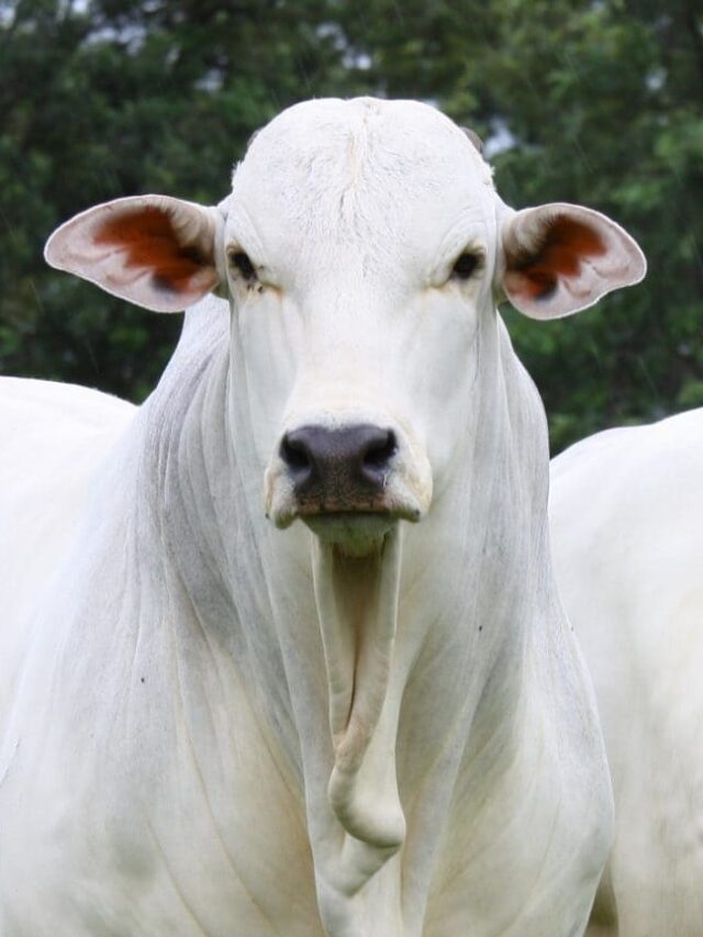 Boi inteiro ou boi castrado: como fazer a melhor escolha? | Rehagro Blog