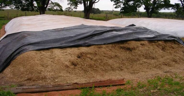 Tipos de silos: veja suas características e principais cuidados