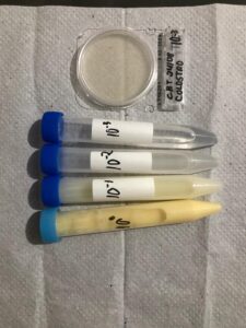 Banco de colostro: estratégia para a saúde das bezerras leiteiras