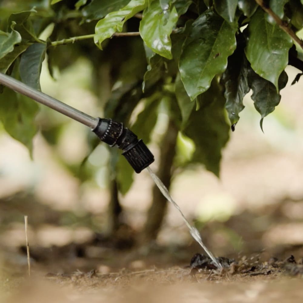 Tratamento drench via solo na cafeicultura: como utilizar?