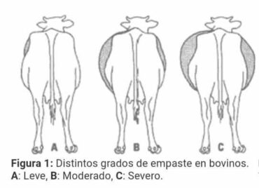 Timpanismo em bovinos: o que é, principais causas e tratamento