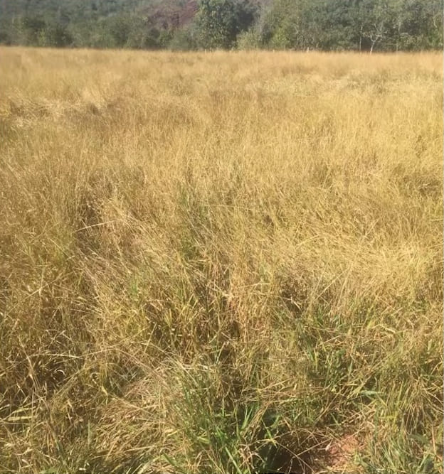 Como Manejar O Pasto No Período Seco? 2025