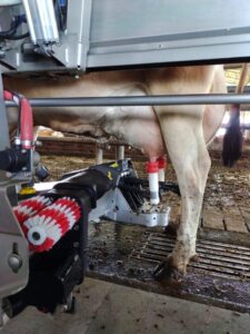 Tipos de ordenha: veja os sistemas, características e qual utilizar