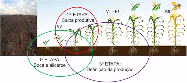 Fases da cultura do milho: saiba quais são e sua importância