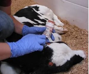 Mochação de bezerros: como utilizar a pasta cáustica?