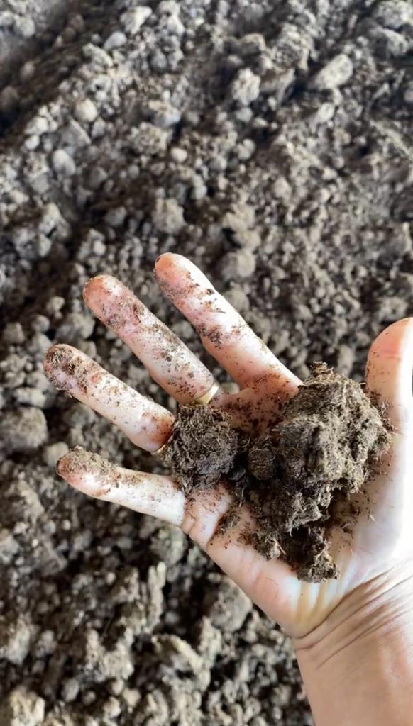 Cama de compost barn: como realizar o manejo corretamente?