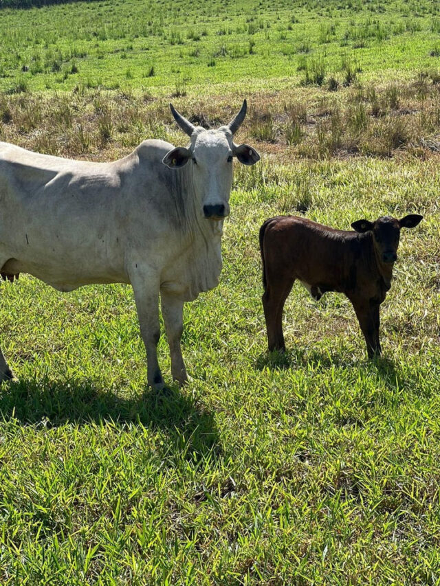 Raças de gado de corte no Brasil: quais são as principais?