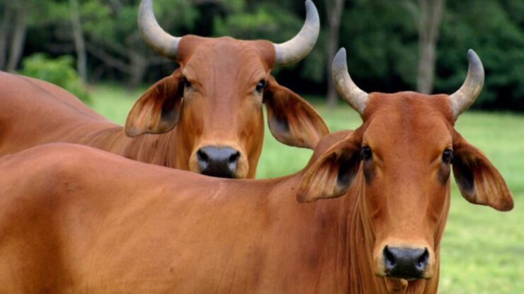 Descubra As Raças De Gado Brasileiras! 2025