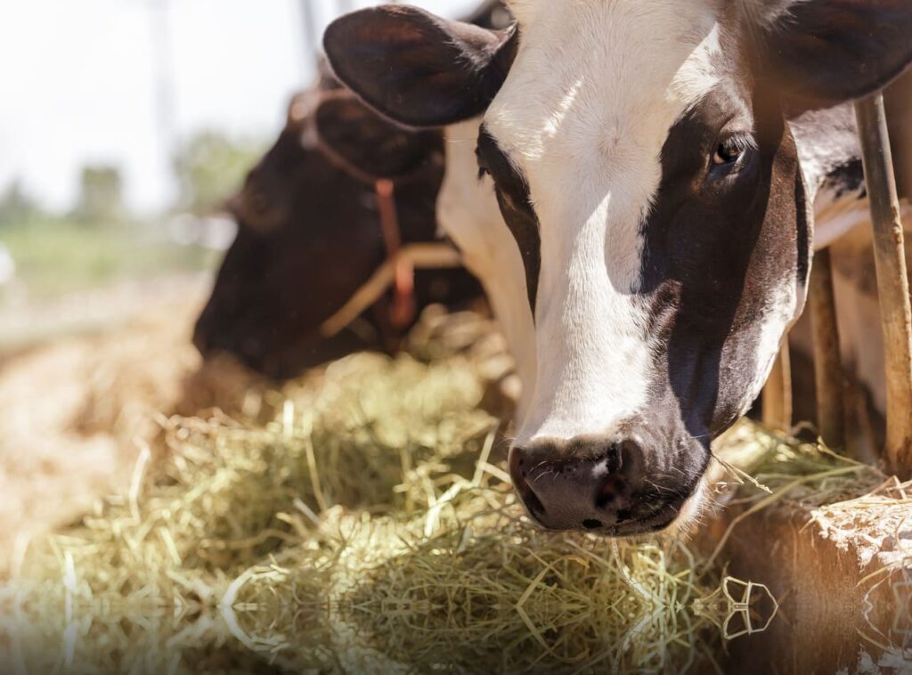 Fisiologia do rúmen: entenda o funcionamento desse órgão