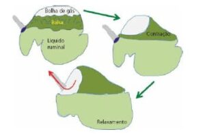 Fisiologia do rúmen: entenda o funcionamento desse órgão