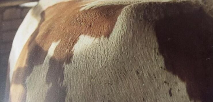 Enchimento ruminal: como ele ajuda a avaliar a dieta das vacas?