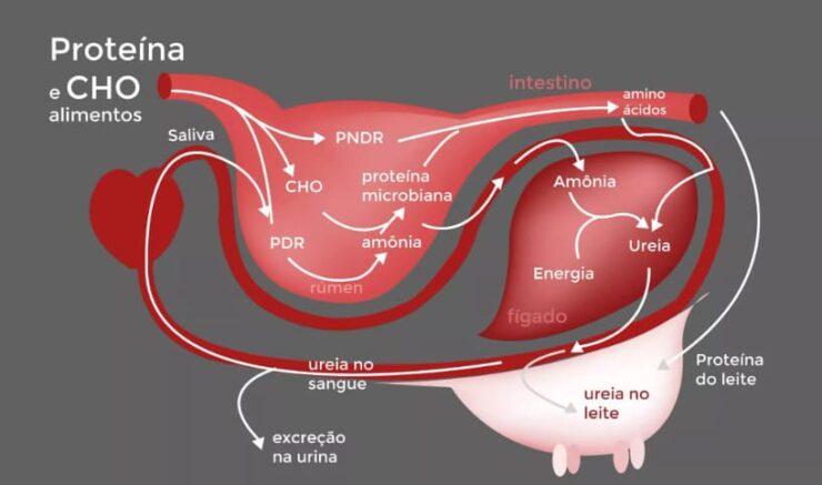 Nitrogênio Ureico no Leite: o que é e como monitorar a nutrição?