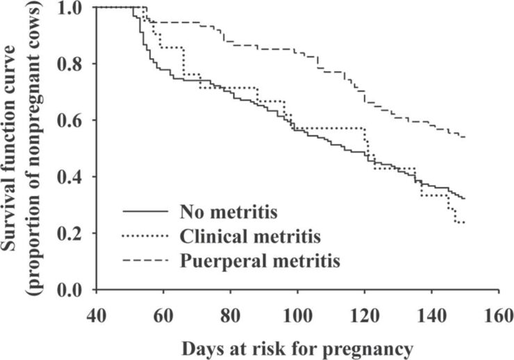 Metrite em vacas leiteiras: sintomas, tratamentos e como prevenir